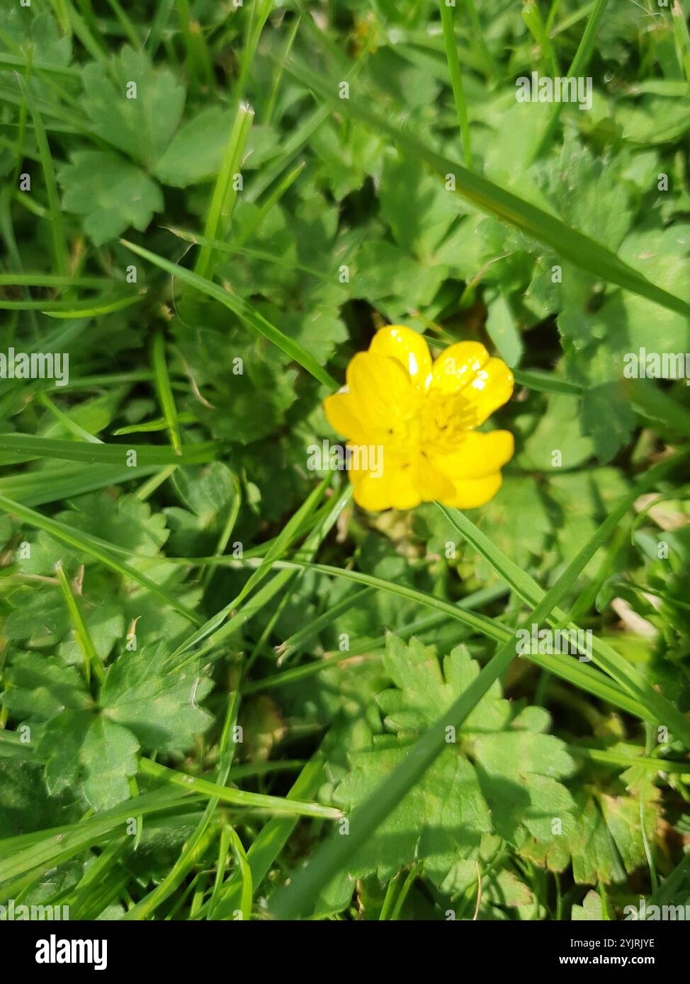 Creeping buttercup (Ranunculus repens Stock Photo - Alamy