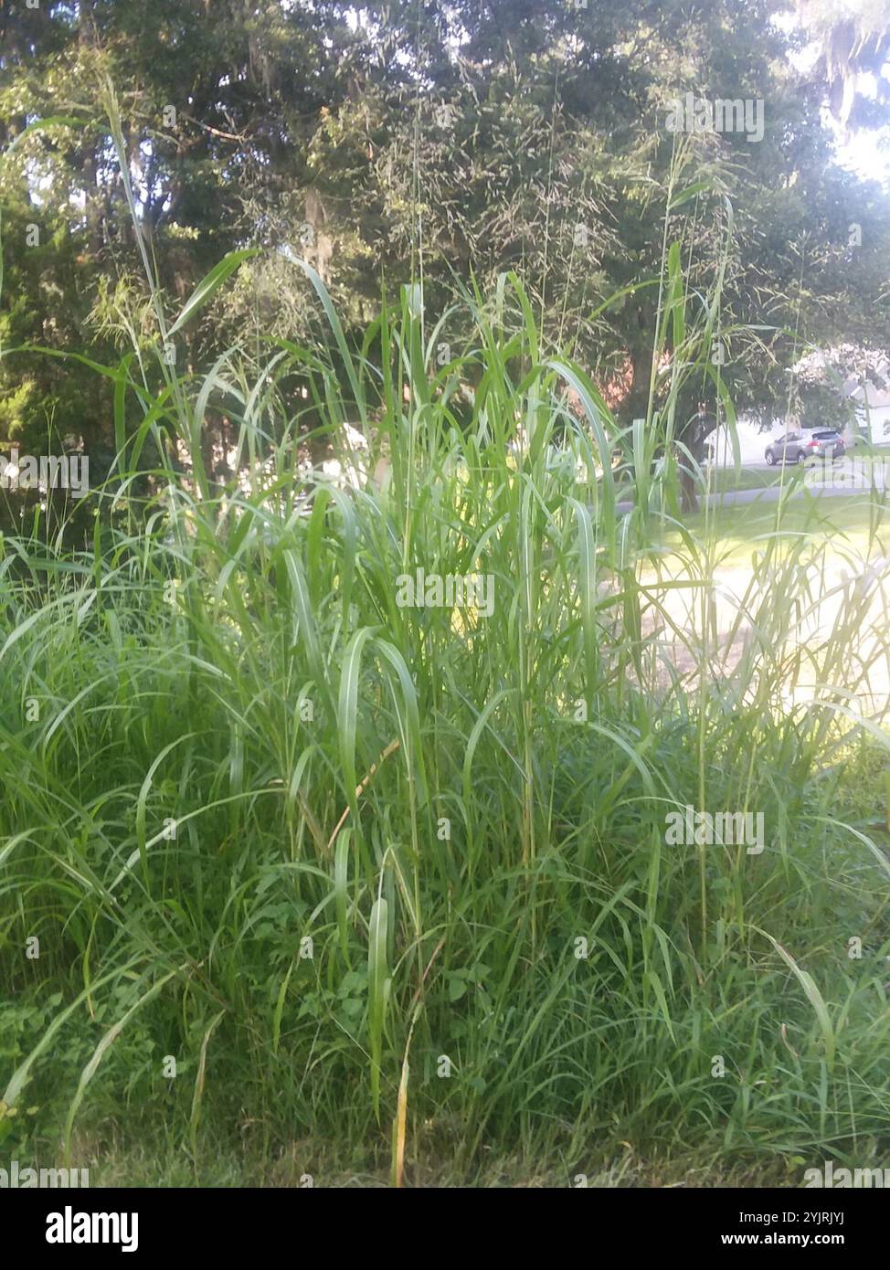 Johnson grass (Sorghum halepense Stock Photo - Alamy