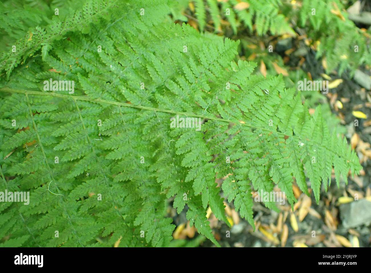 lady fern (Athyrium filix-femina Stock Photo - Alamy