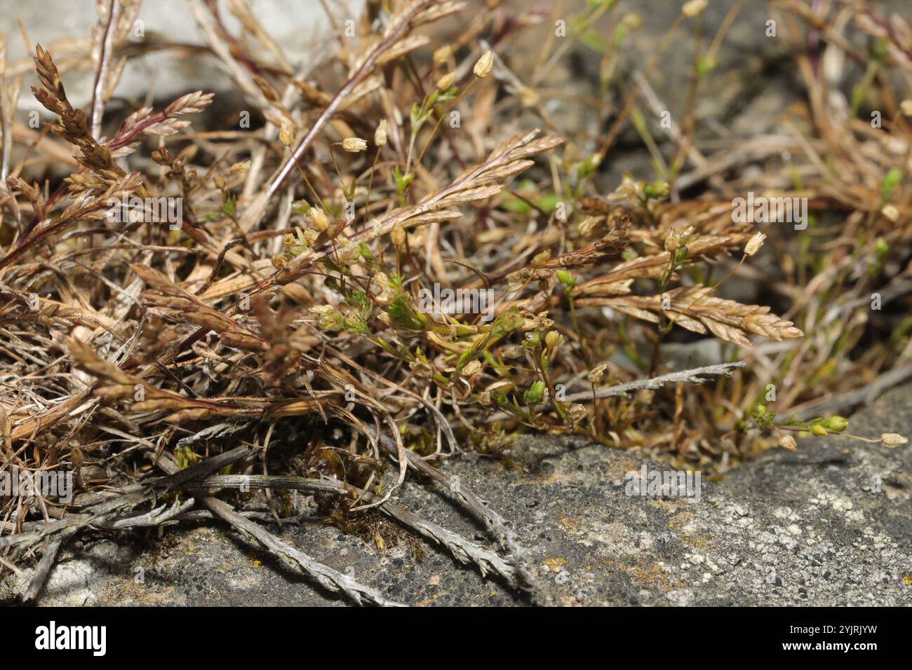 Catapodium marinum hi-res stock photography and images - Alamy