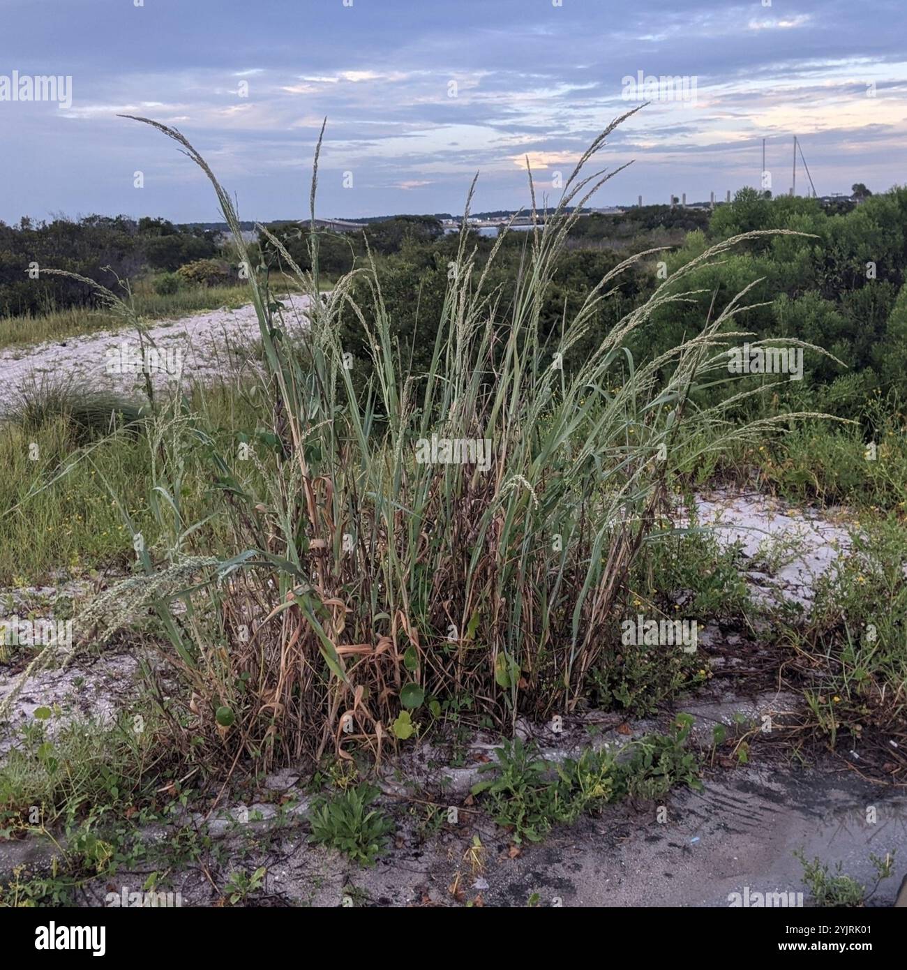 Bitter panicgrass hi-res stock photography and images - Alamy