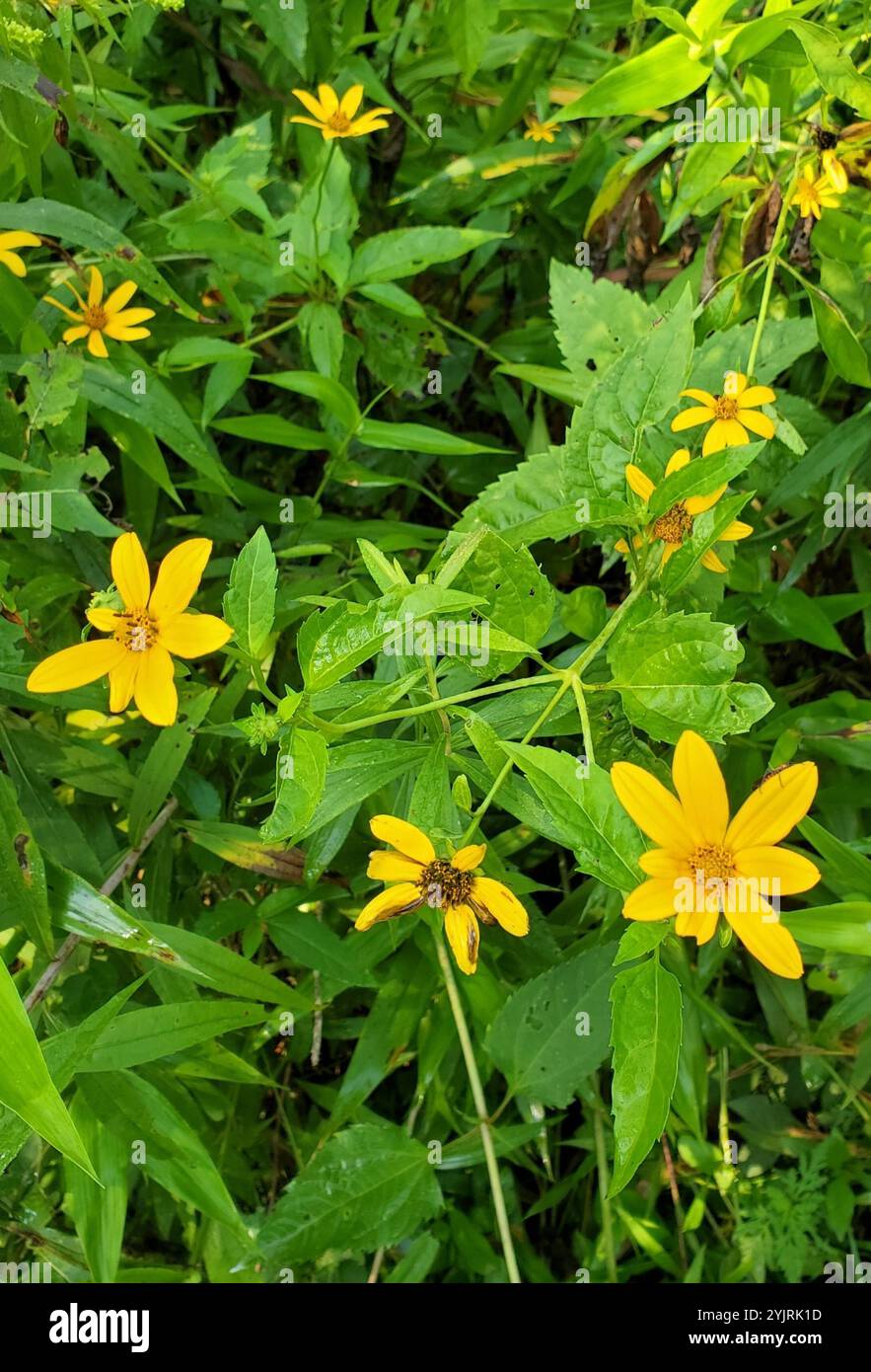 Bearded Beggarticks (Bidens aristosa Stock Photo - Alamy