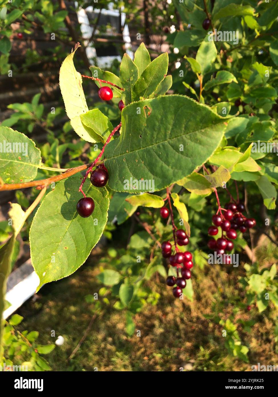chokecherry (Prunus virginiana Stock Photo - Alamy