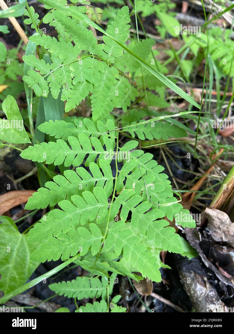 marsh fern (Thelypteris palustris Stock Photo - Alamy