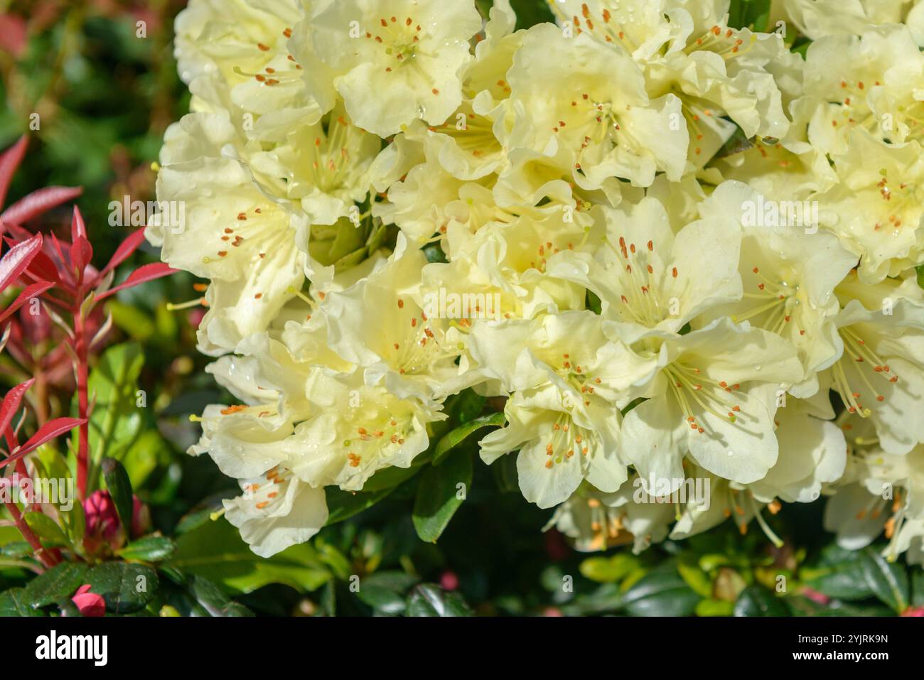 Keisukes Rhododendron Rhododendron Patty Bee, Keisukes Rhododendron ...
