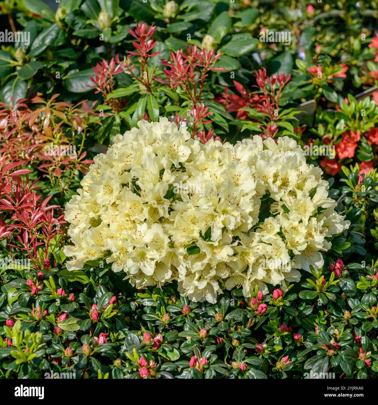 Keisukes Rhododendron Rhododendron Patty Bee, Keisukes Rhododendron ...