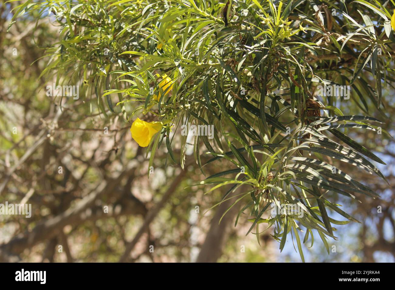 Be-still tree (Cascabela thevetia Stock Photo - Alamy