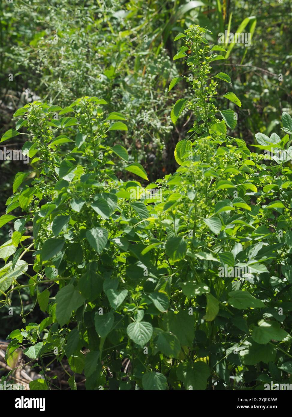 Acalypha indica hi-res stock photography and images - Alamy