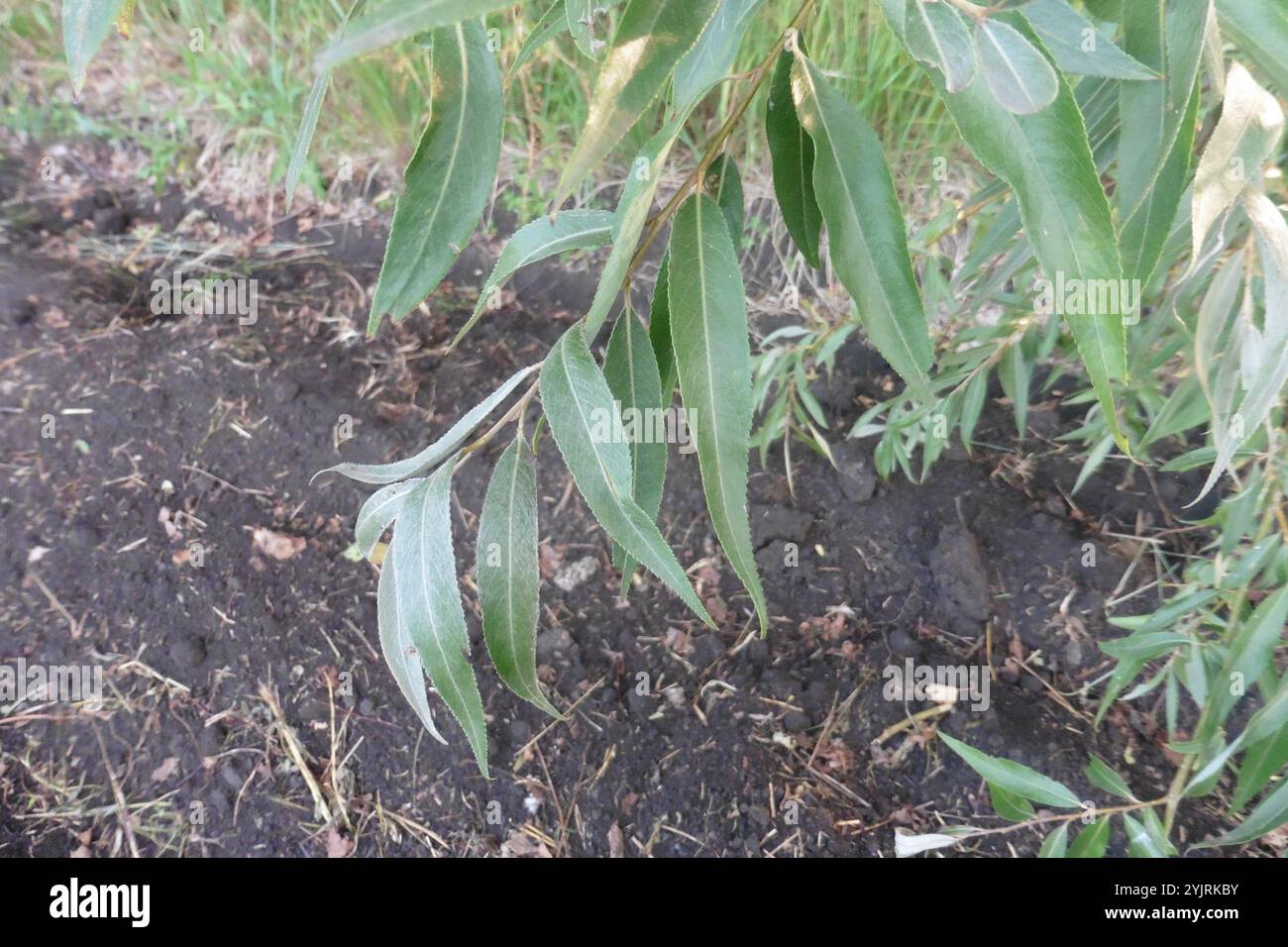 hybrid crack willow (Salix × fragilis Stock Photo - Alamy