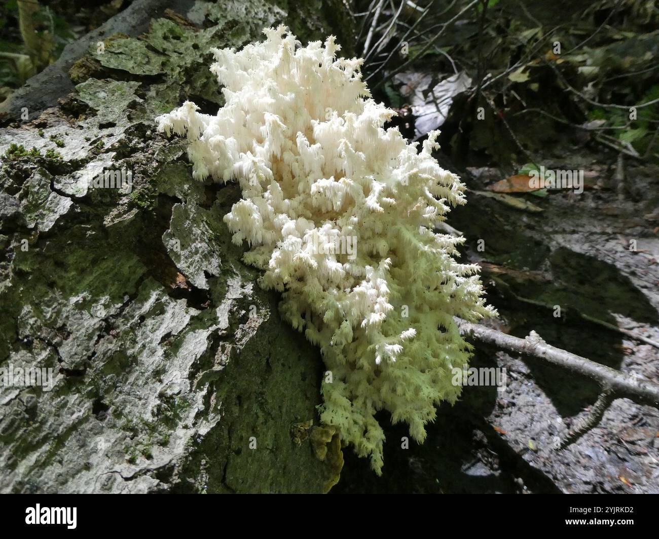 Coral tooth fungus (Hericium coralloides Stock Photo - Alamy