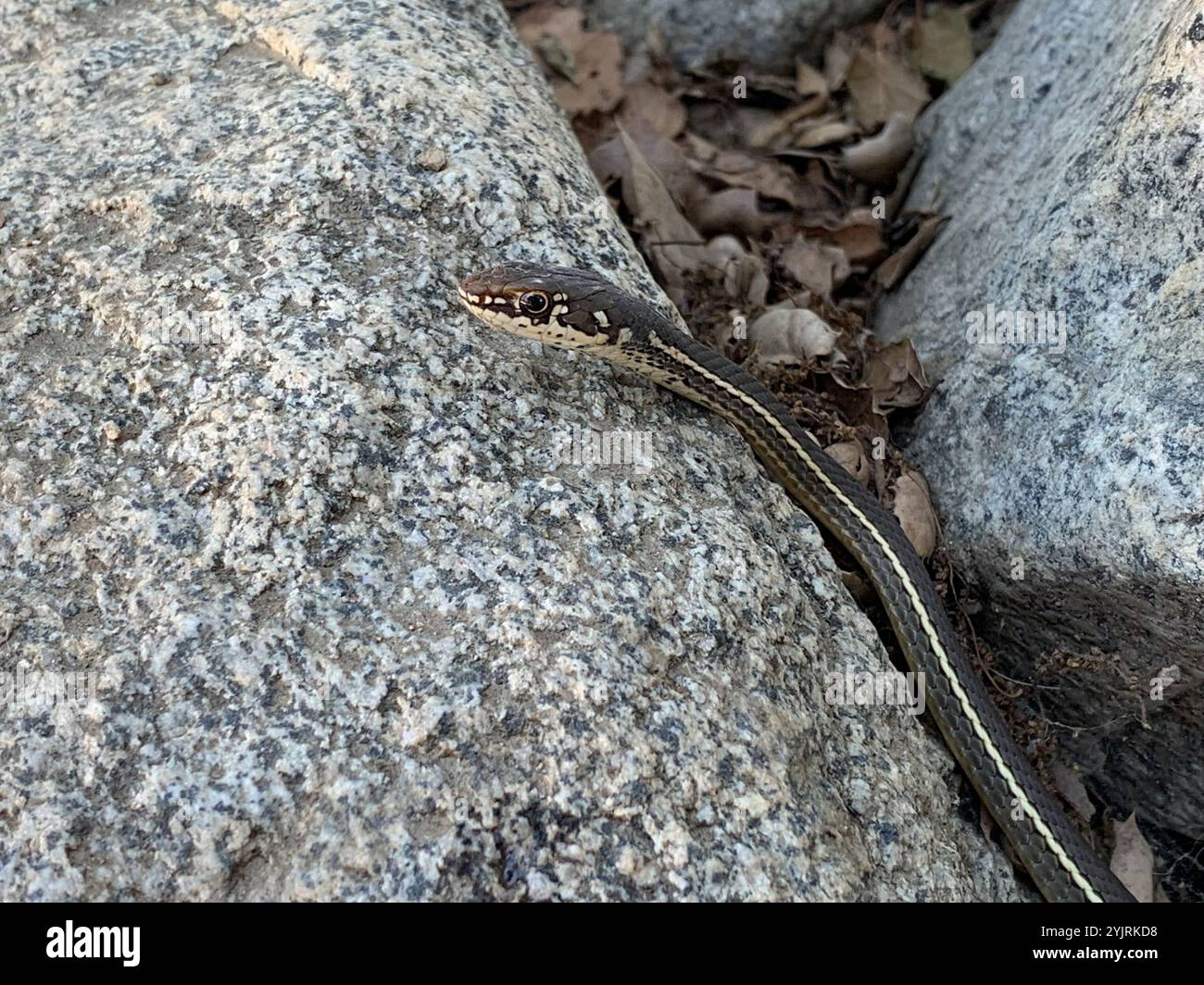 Striped Racer (Masticophis lateralis Stock Photo - Alamy