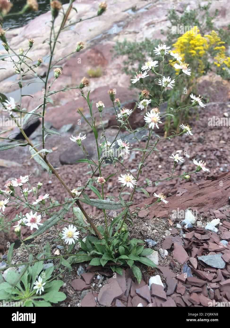 Tradescant's aster (Symphyotrichum tradescantii Stock Photo - Alamy