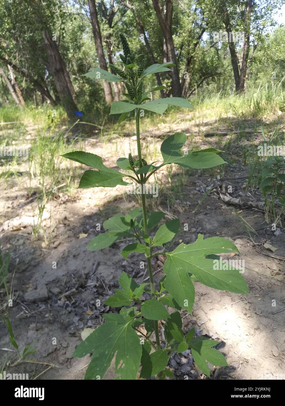 giant ragweed (Ambrosia trifida Stock Photo - Alamy