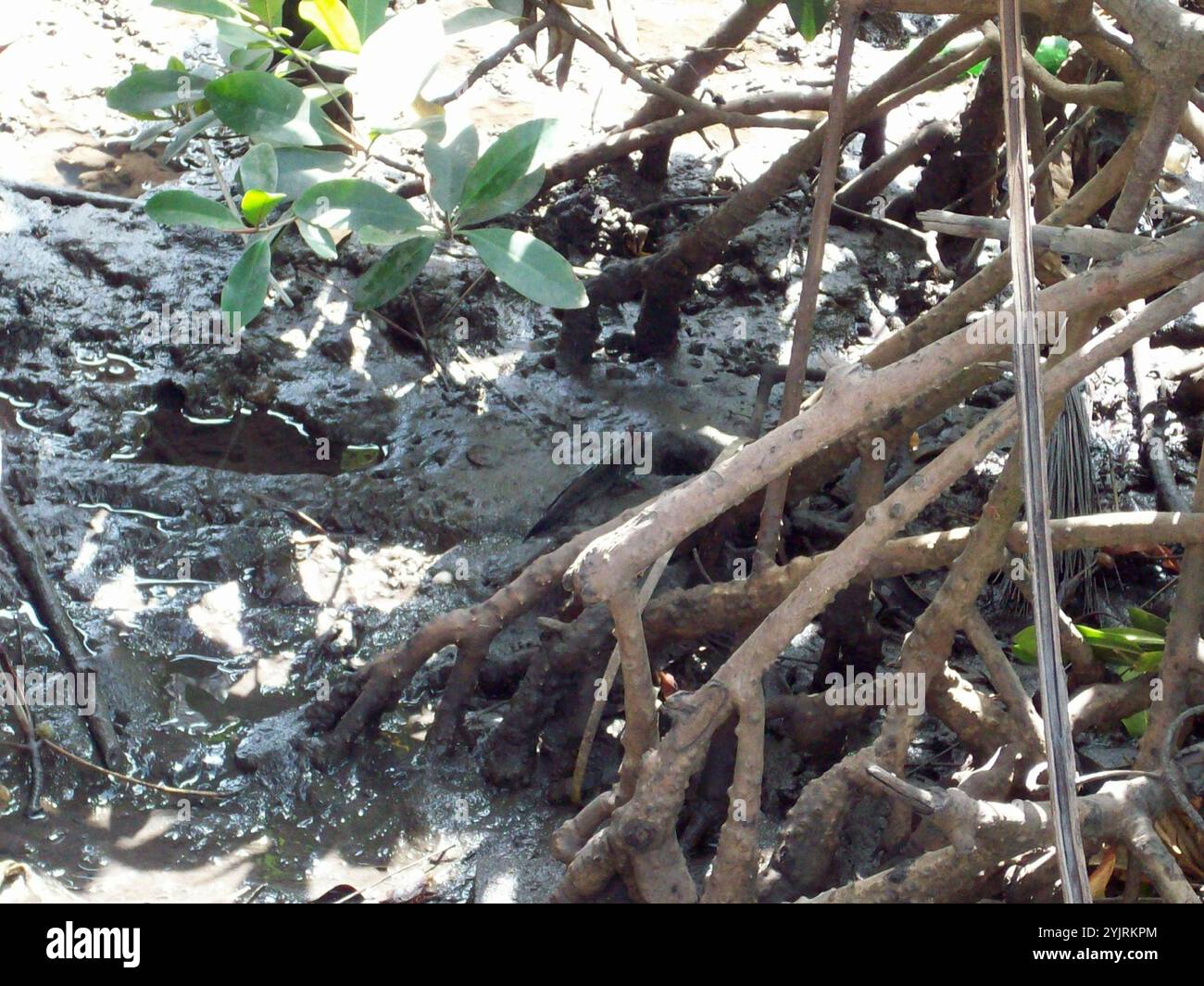 Atlantic Mudskipper (Periophthalmus barbarus Stock Photo - Alamy