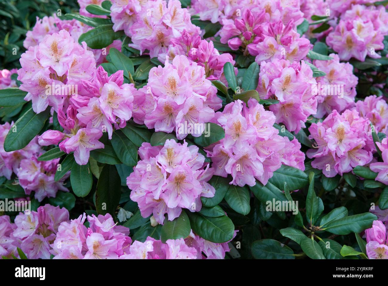 Alpenrose Rhododendron Scintillation, Alpenrose Rhododendron ...