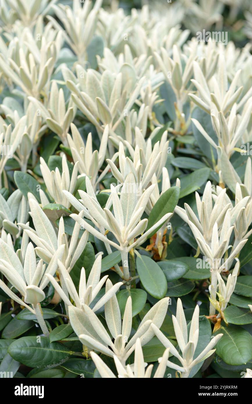 Yakushima-Rhododendron Rhododendron Silbervelours, Yakushima ...