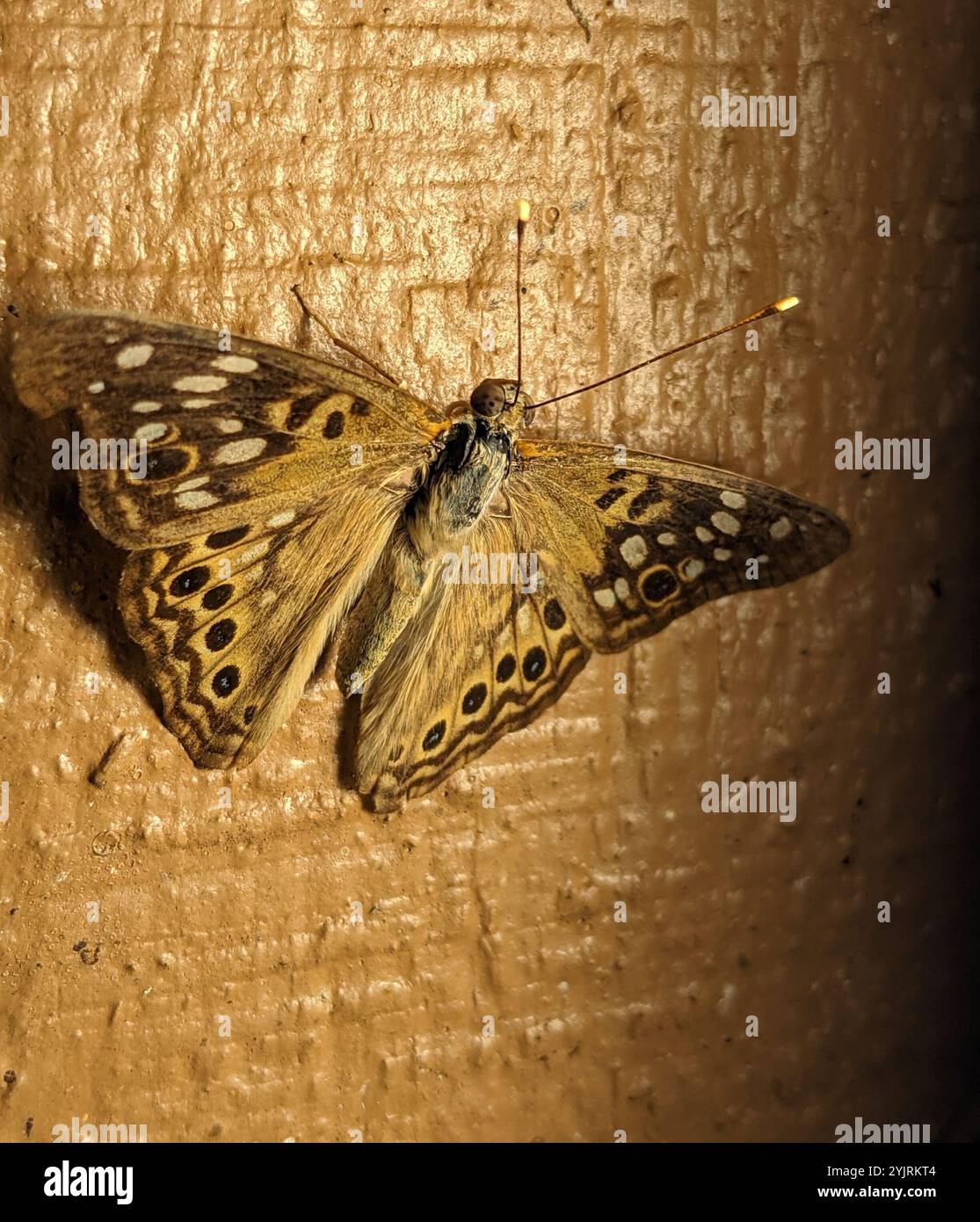Hackberry Emperor (Asterocampa celtis Stock Photo - Alamy