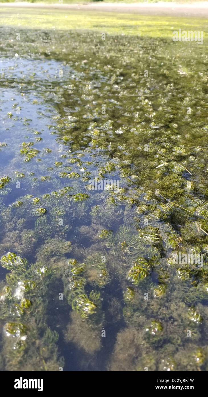 coontail (Ceratophyllum demersum Stock Photo - Alamy