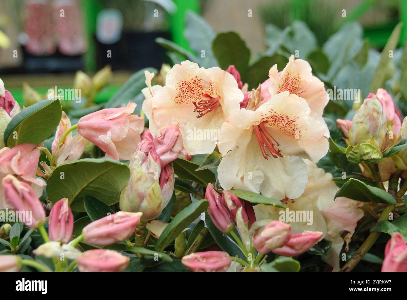 Grossblumige Alpenrose Rhododendron Viscy, Large-flowered Alpenrose ...