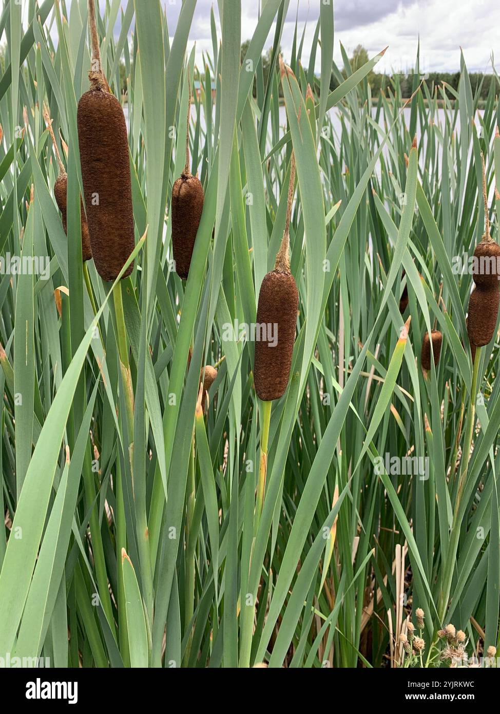 broadleaf cattail (Typha latifolia Stock Photo - Alamy