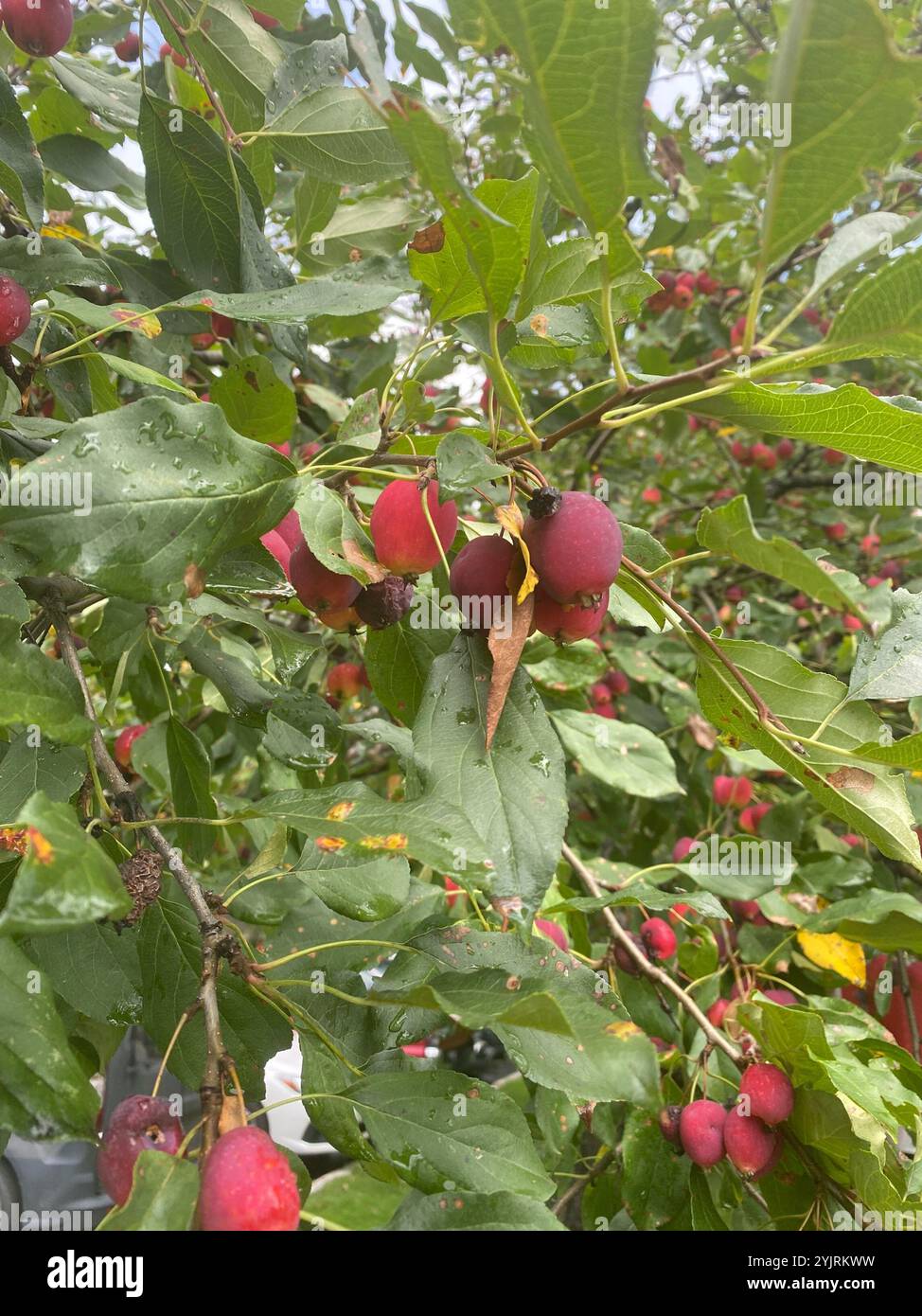 Siberian crabapple (Malus baccata Stock Photo - Alamy