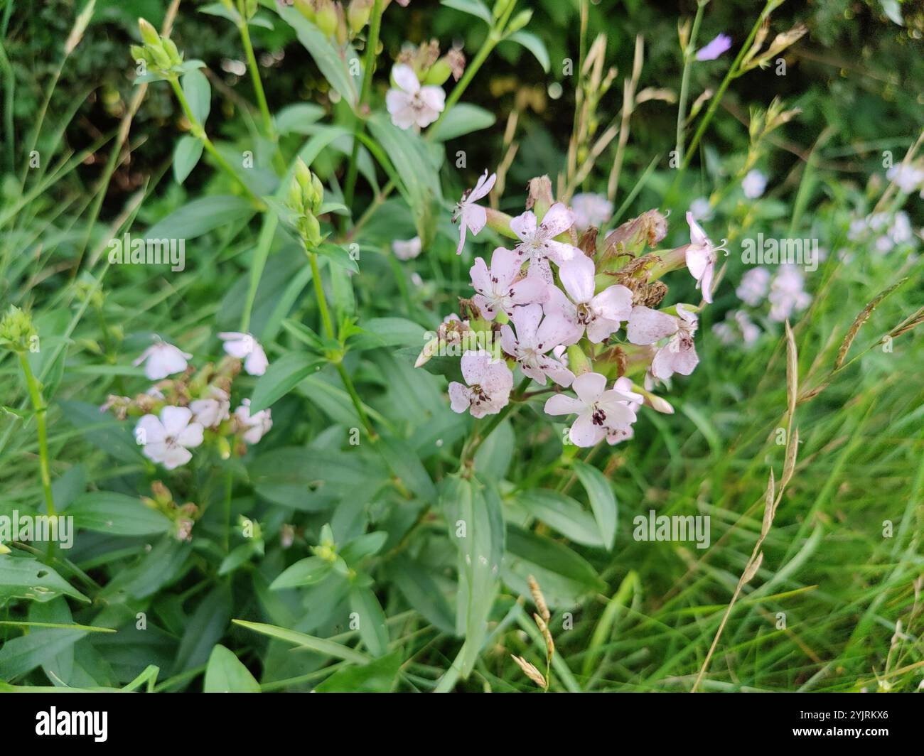 common soapwort (Saponaria officinalis Stock Photo - Alamy