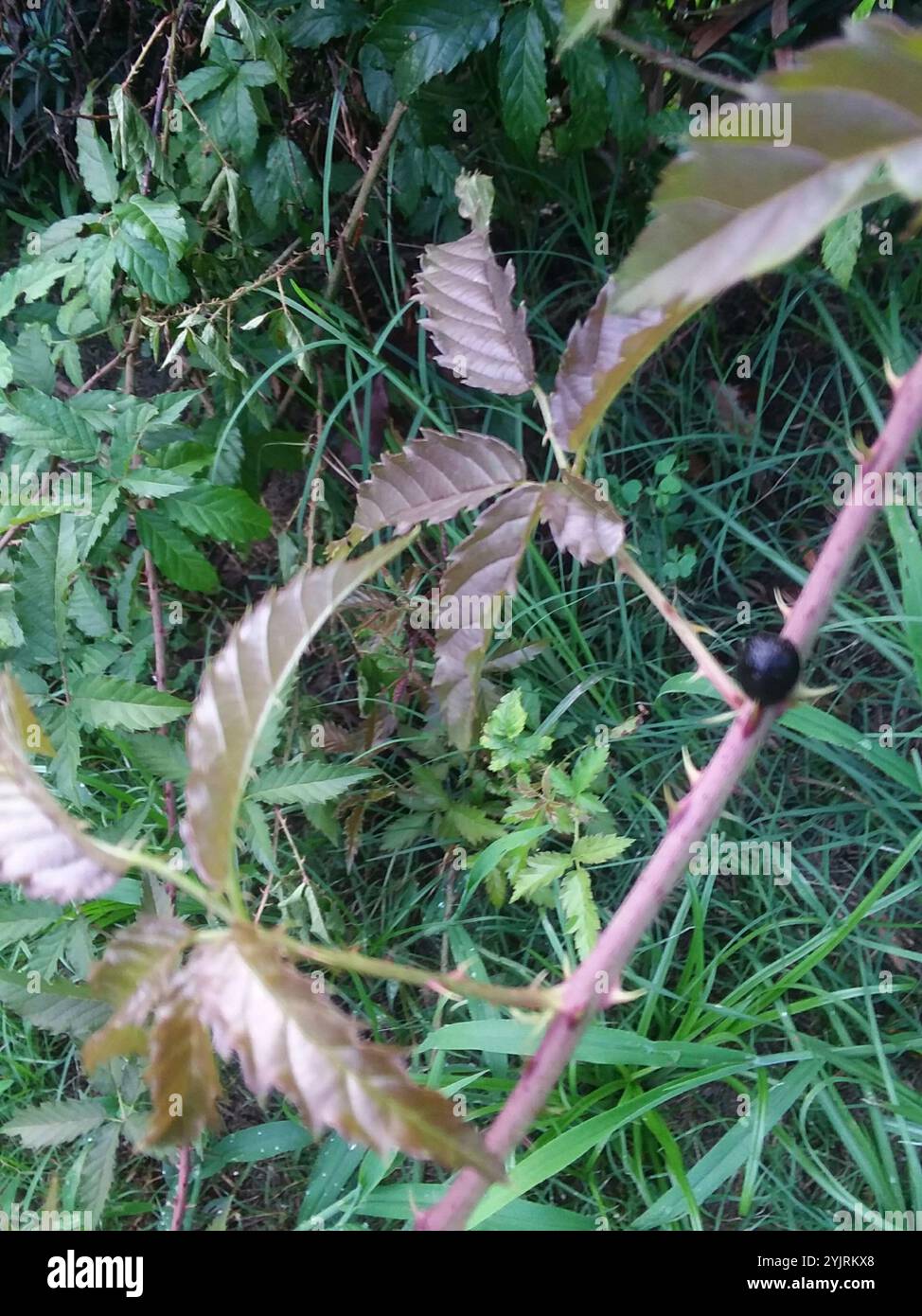 Pensilvanicus hi-res stock photography and images - Alamy