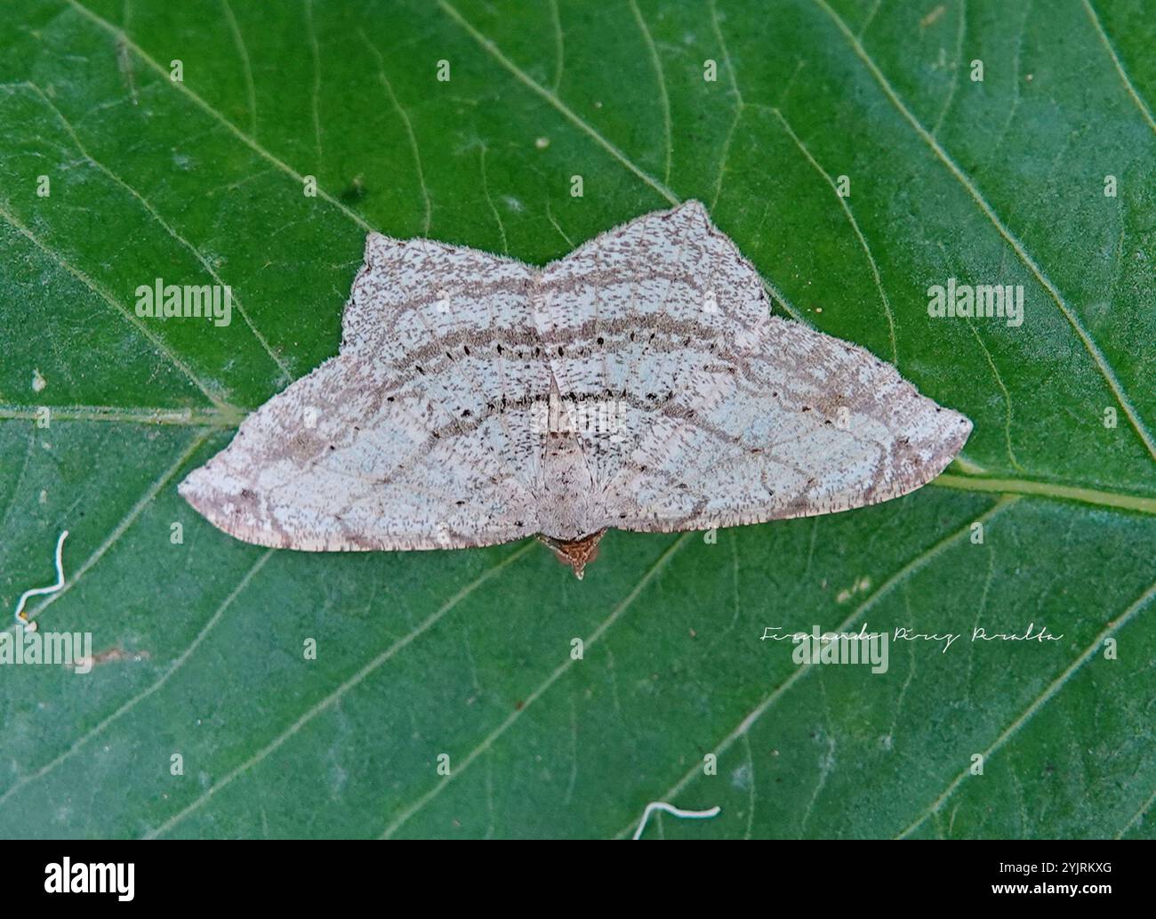 Dot-lined Angle (Psamatodes abydata Stock Photo - Alamy