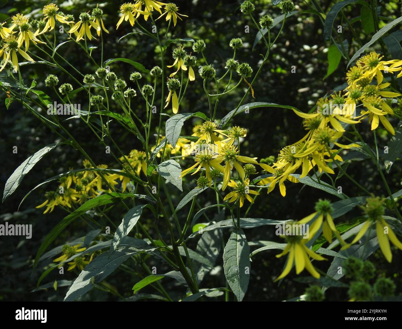 Wingstem (Verbesina alternifolia Stock Photo - Alamy