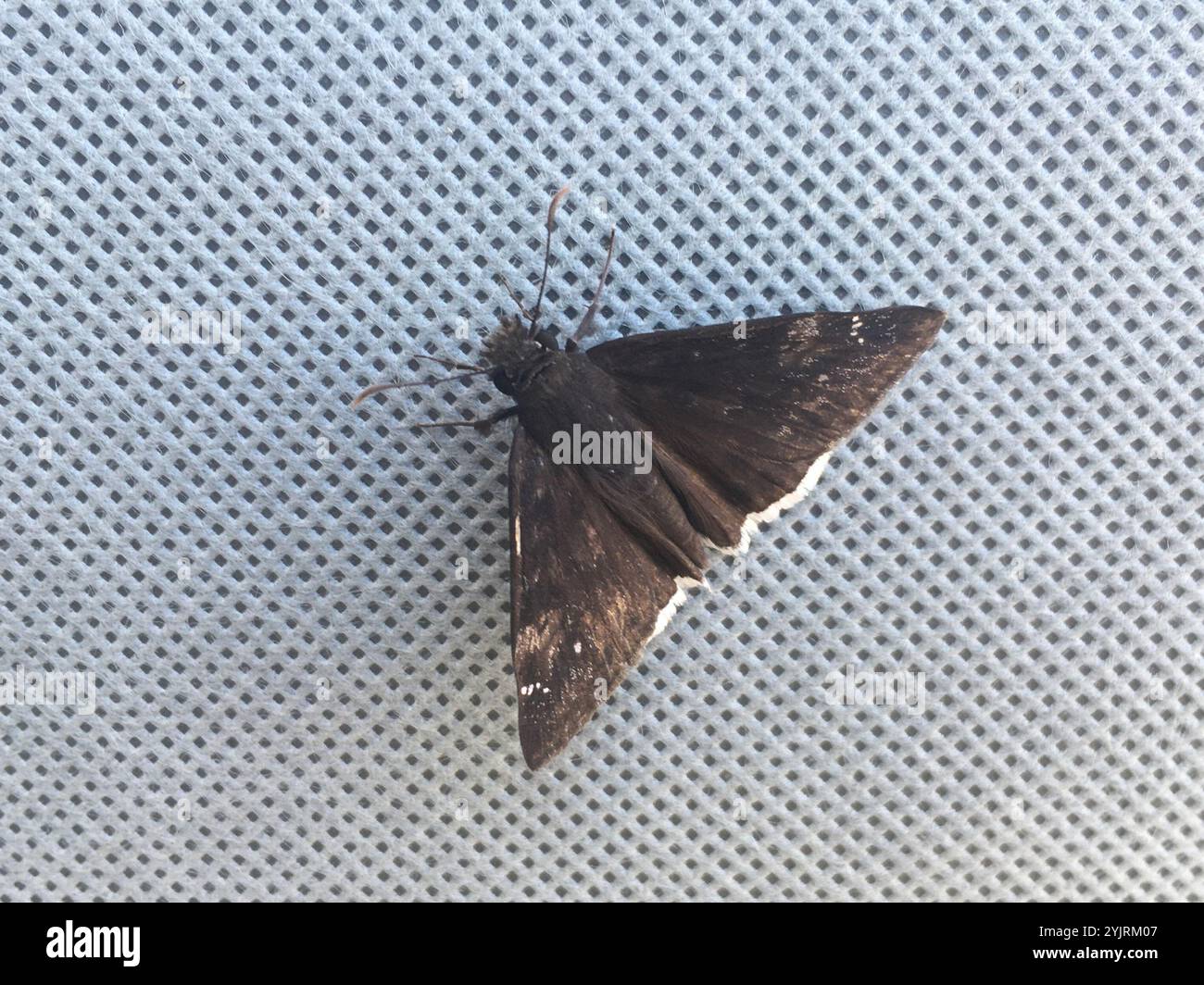 Funereal Duskywing (Erynnis funeralis Stock Photo - Alamy