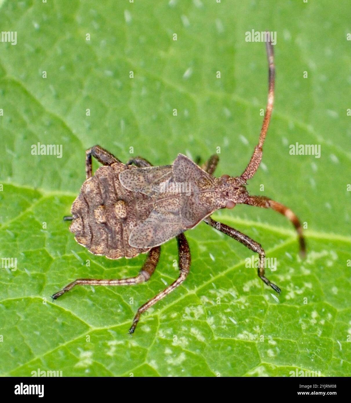 Dock Bug (Coreus marginatus Stock Photo - Alamy