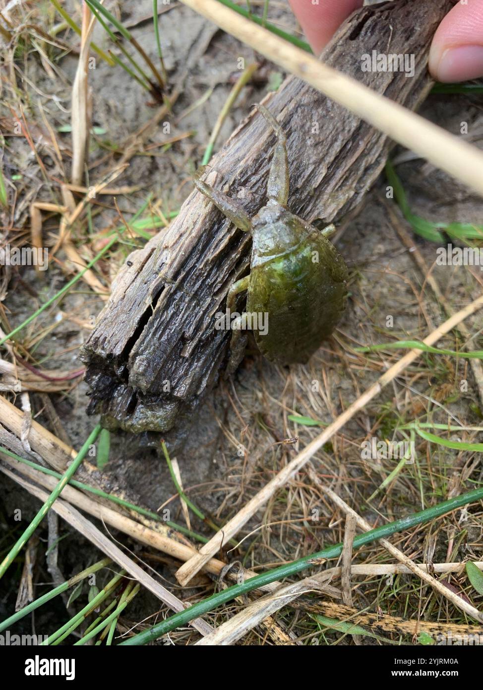 American Giant Water Bug (Lethocerus americanus Stock Photo - Alamy