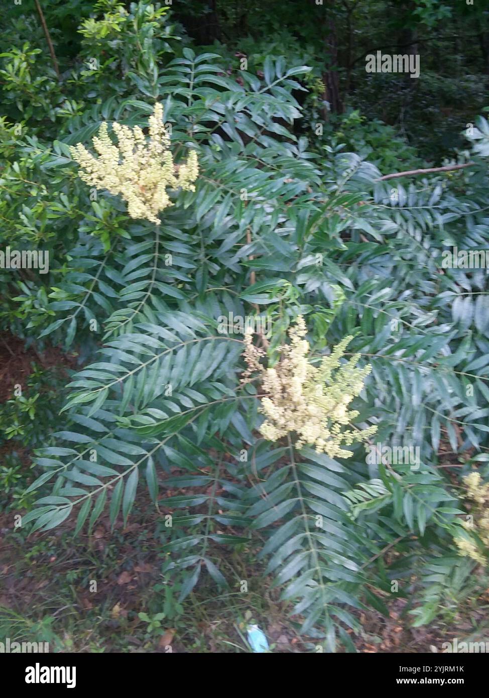 shining sumac (Rhus copallinum Stock Photo - Alamy