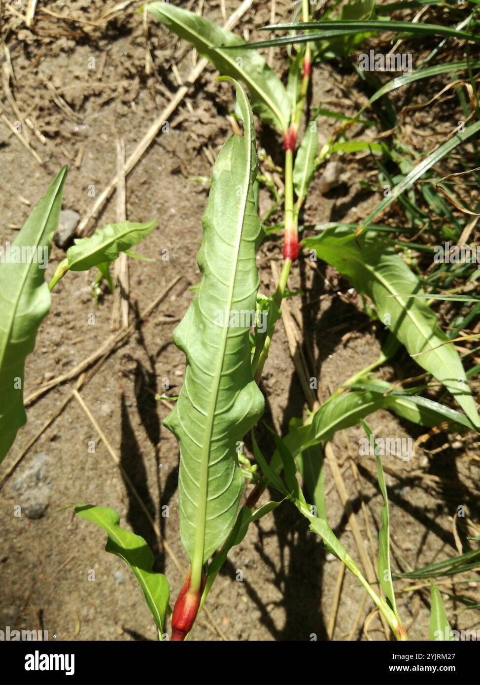 waterpepper (Persicaria hydropiper Stock Photo - Alamy
