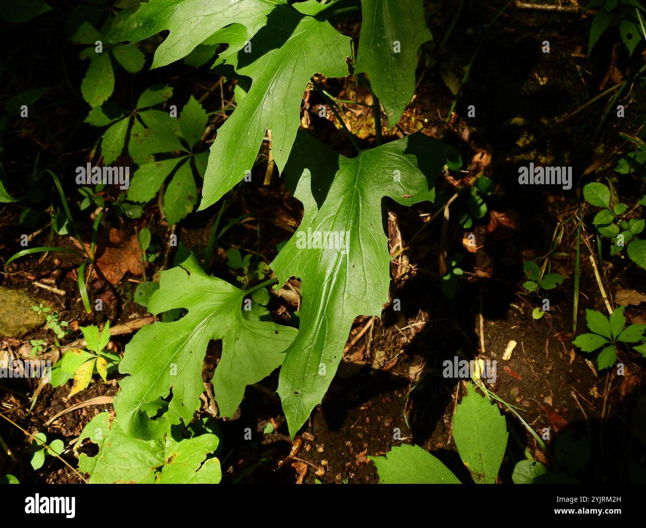 tall rattlesnake root (Nabalus altissimus Stock Photo - Alamy