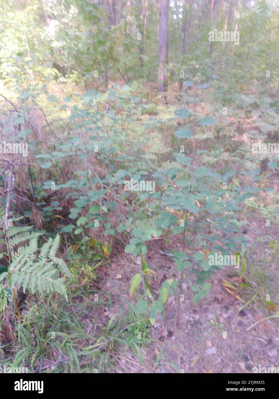 Dwarf Serviceberry (Amelanchier × spicata Stock Photo - Alamy