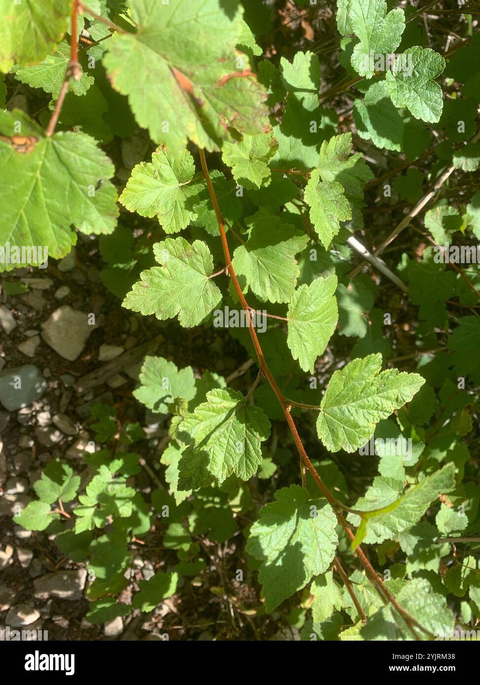 mallow-leaf ninebark (Physocarpus malvaceus Stock Photo - Alamy