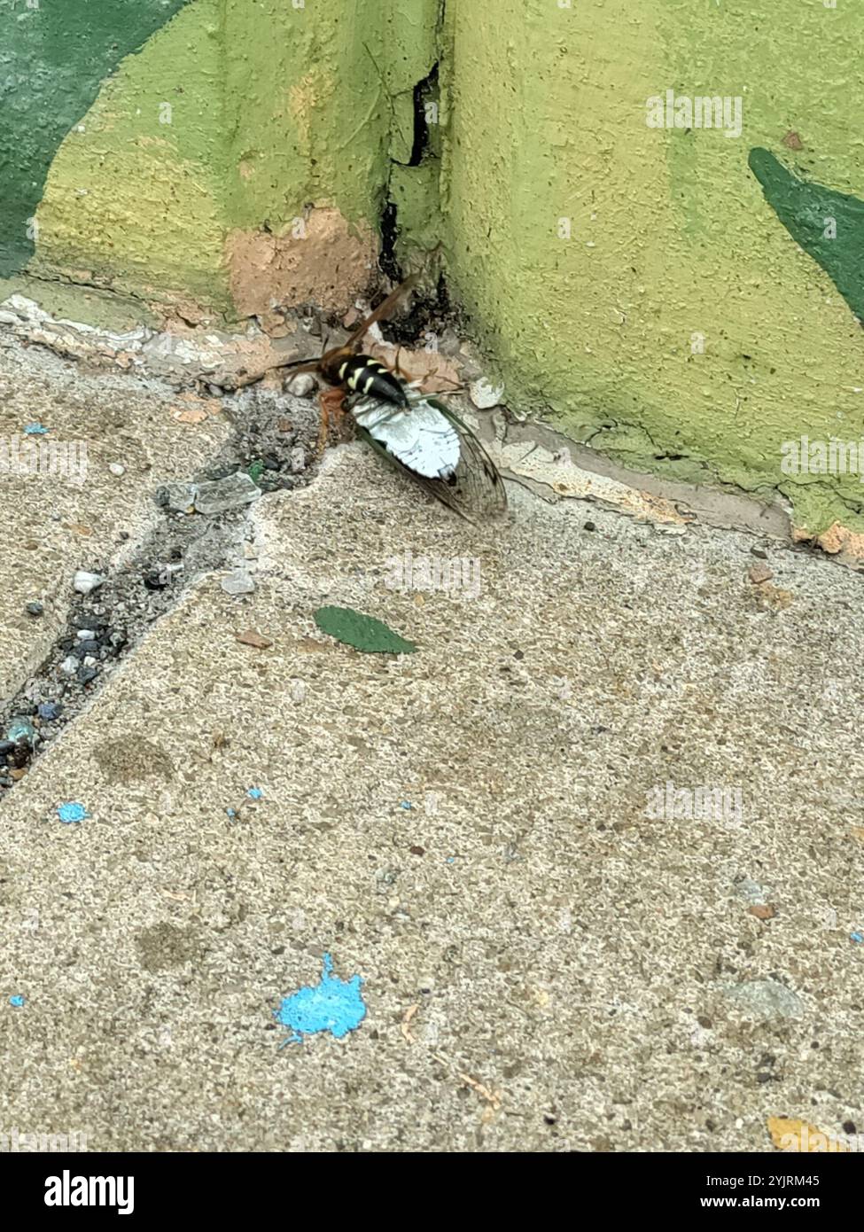 Eastern Cicada-killer Wasp (Sphecius speciosus Stock Photo - Alamy