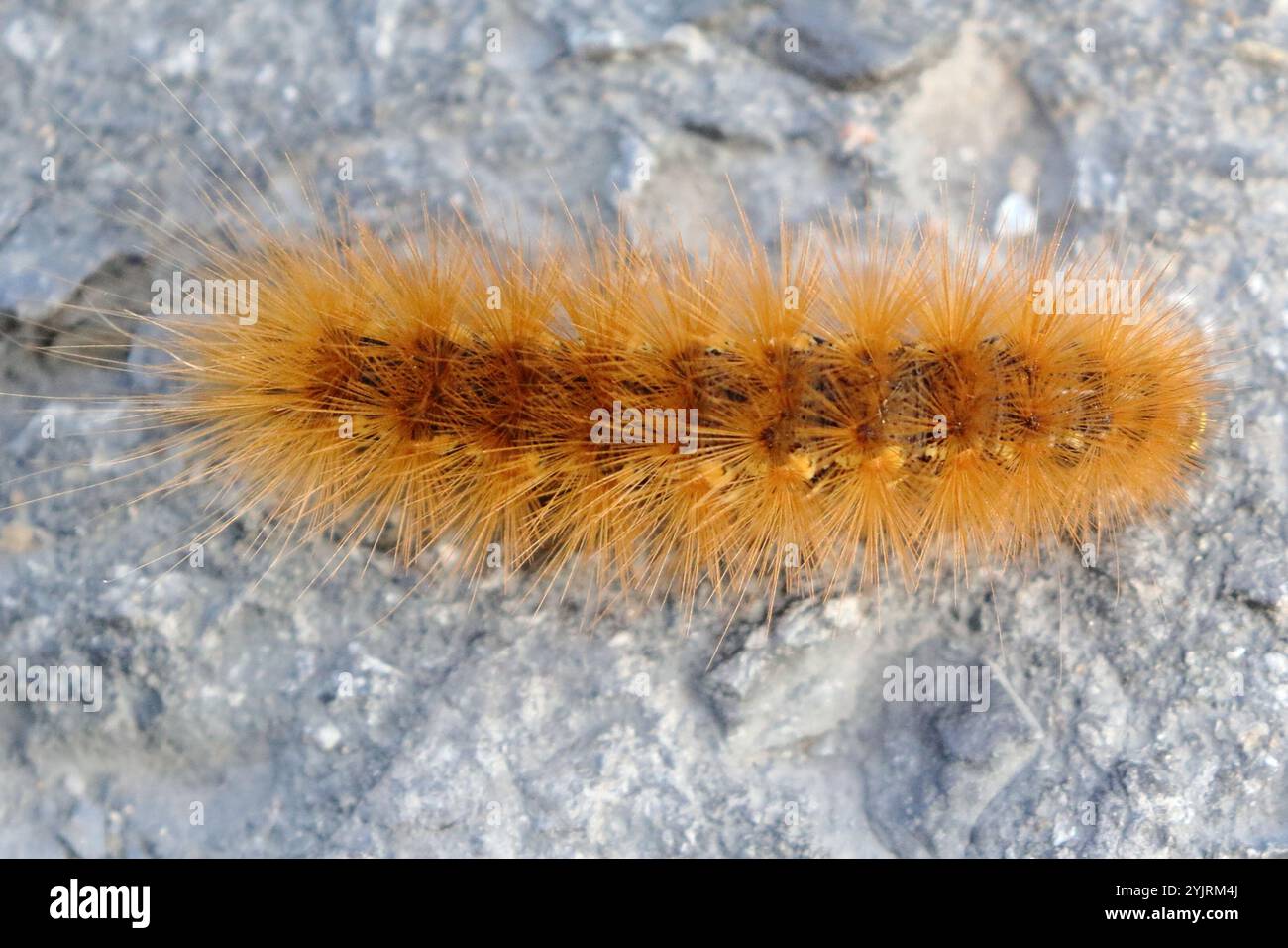 Salt Marsh Moth (Estigmene acrea Stock Photo - Alamy
