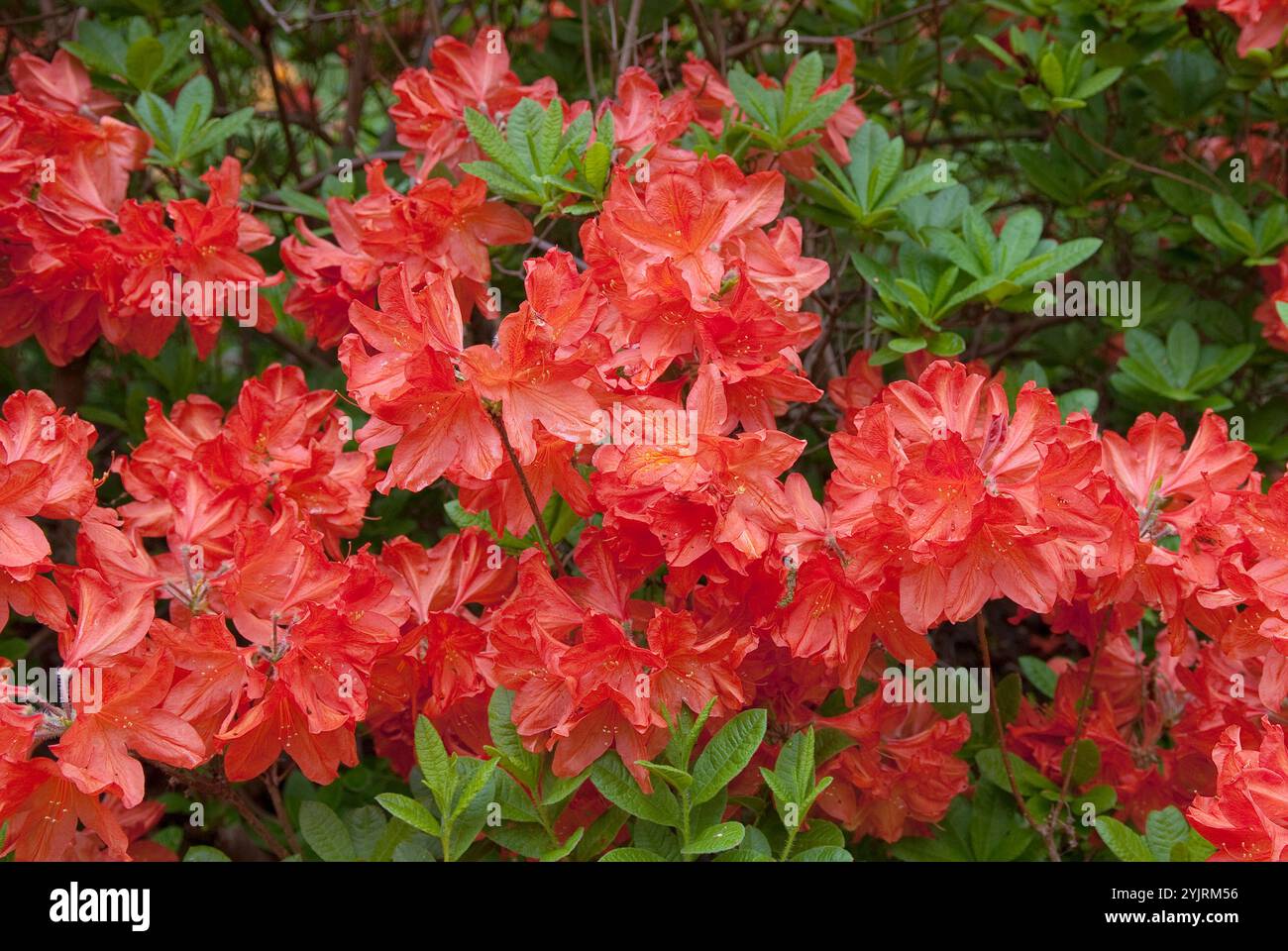 Sommergruene Azalee Rhododendron luteum Joseph Dietzgen, Deciduous ...