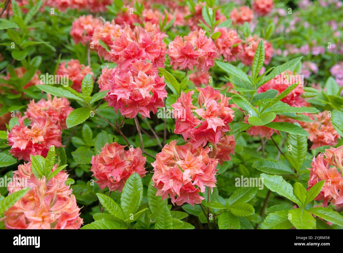 Sommergruene Azalee Rhododendron luteum Apelles, Deciduous azalea ...