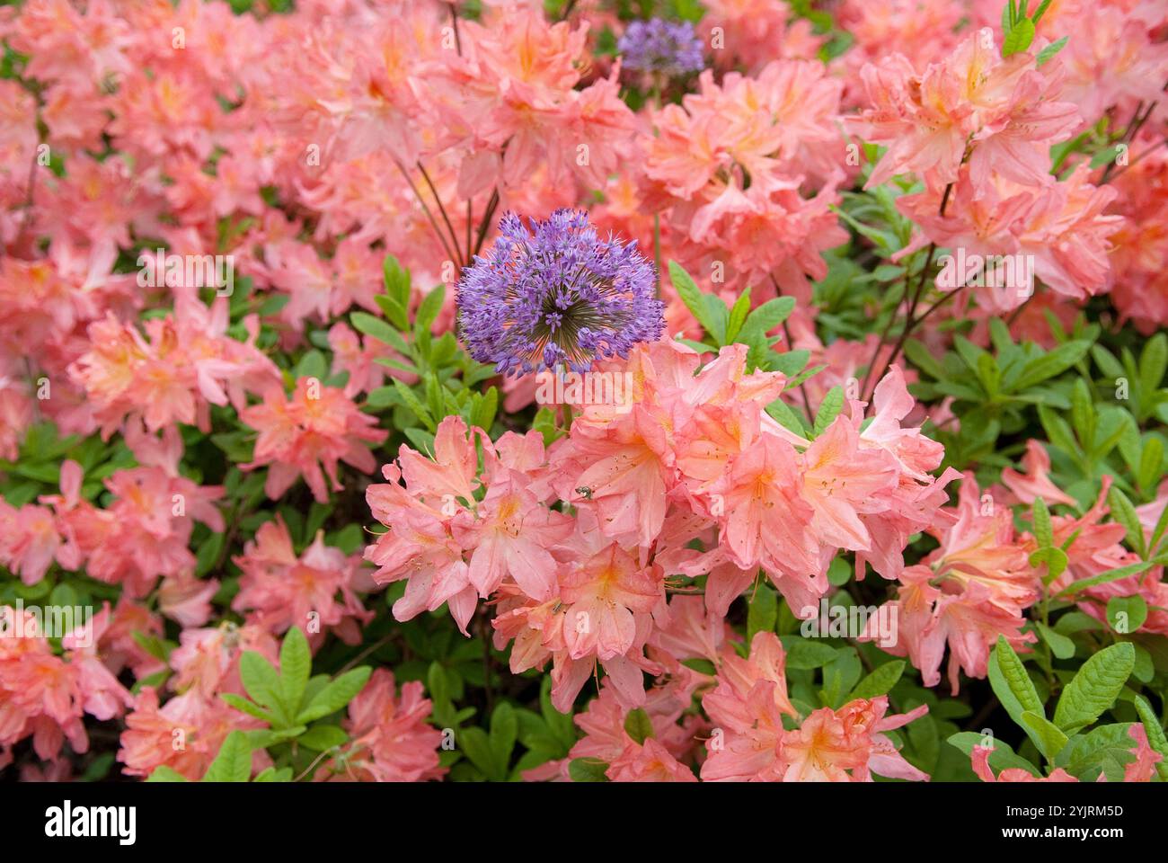 Sommergruene Azalee Rhododendron luteum Dante Gabriel Rosetti ...