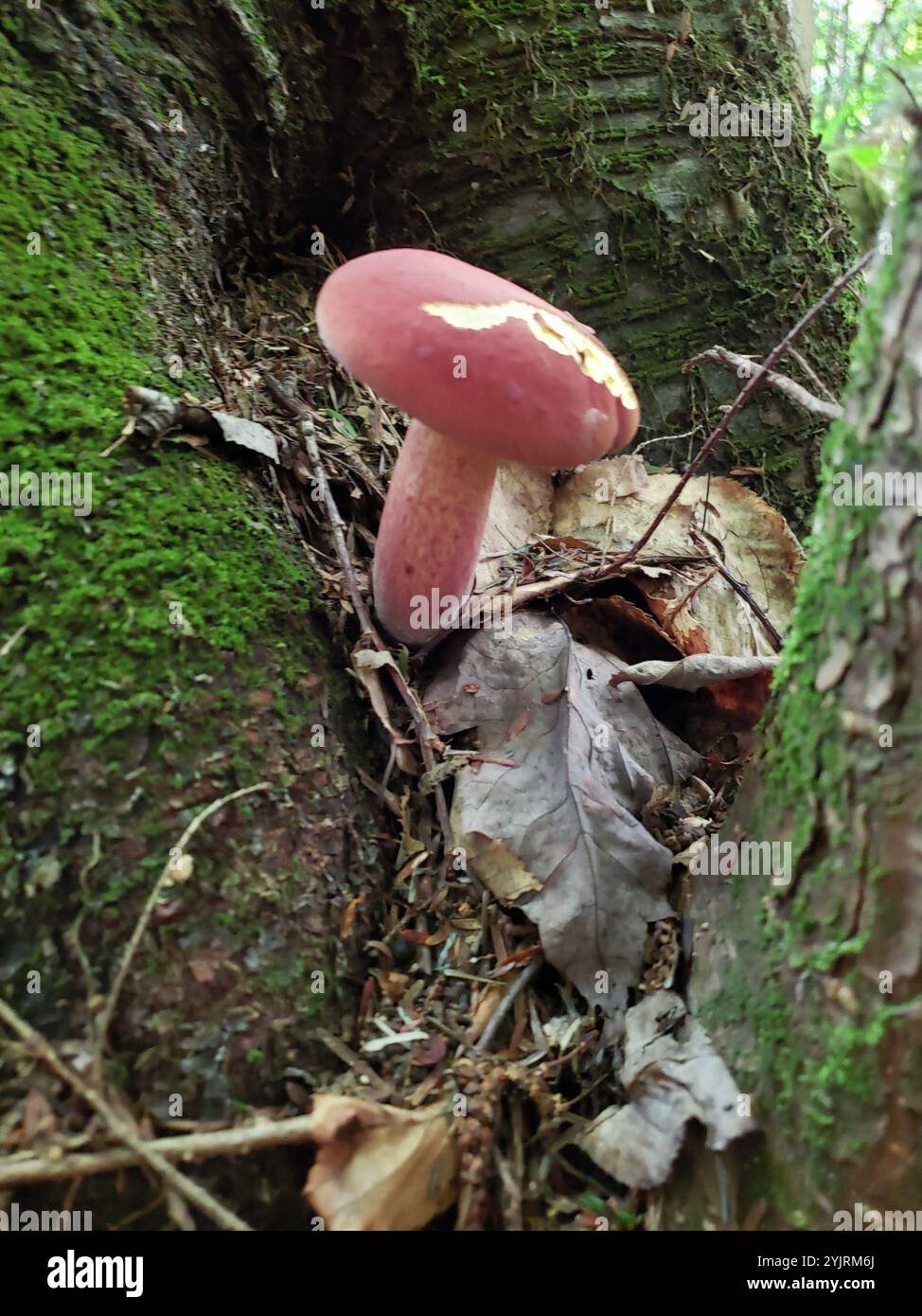 Two colored bolete hi-res stock photography and images - Alamy