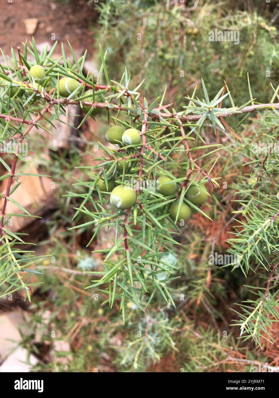 western prickly juniper (Juniperus oxycedrus Stock Photo - Alamy