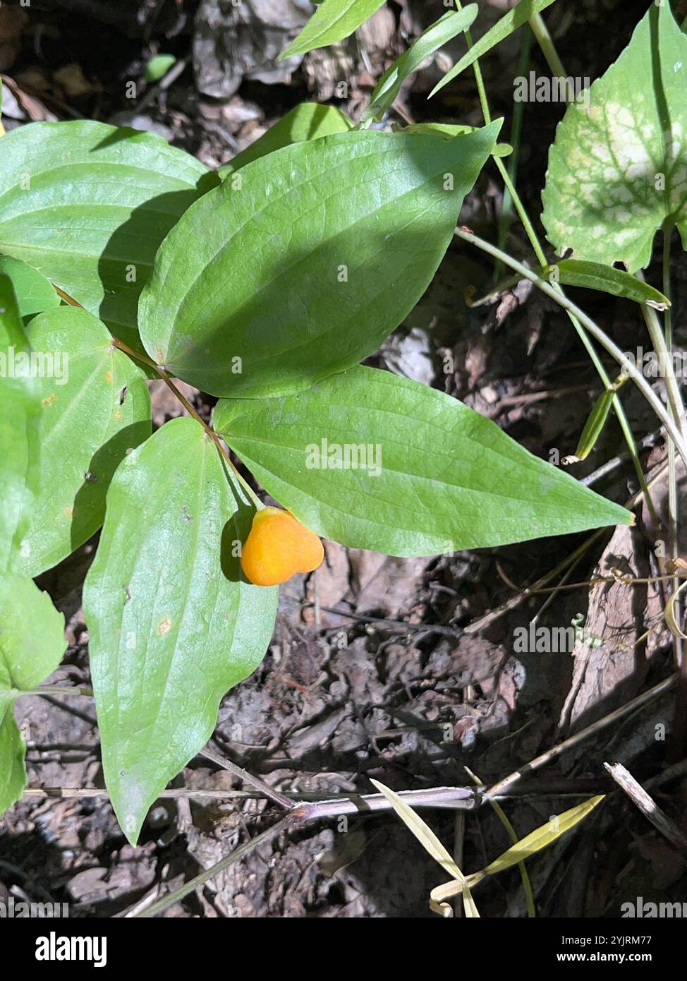 rough-fruited fairybells (Prosartes trachycarpa Stock Photo - Alamy