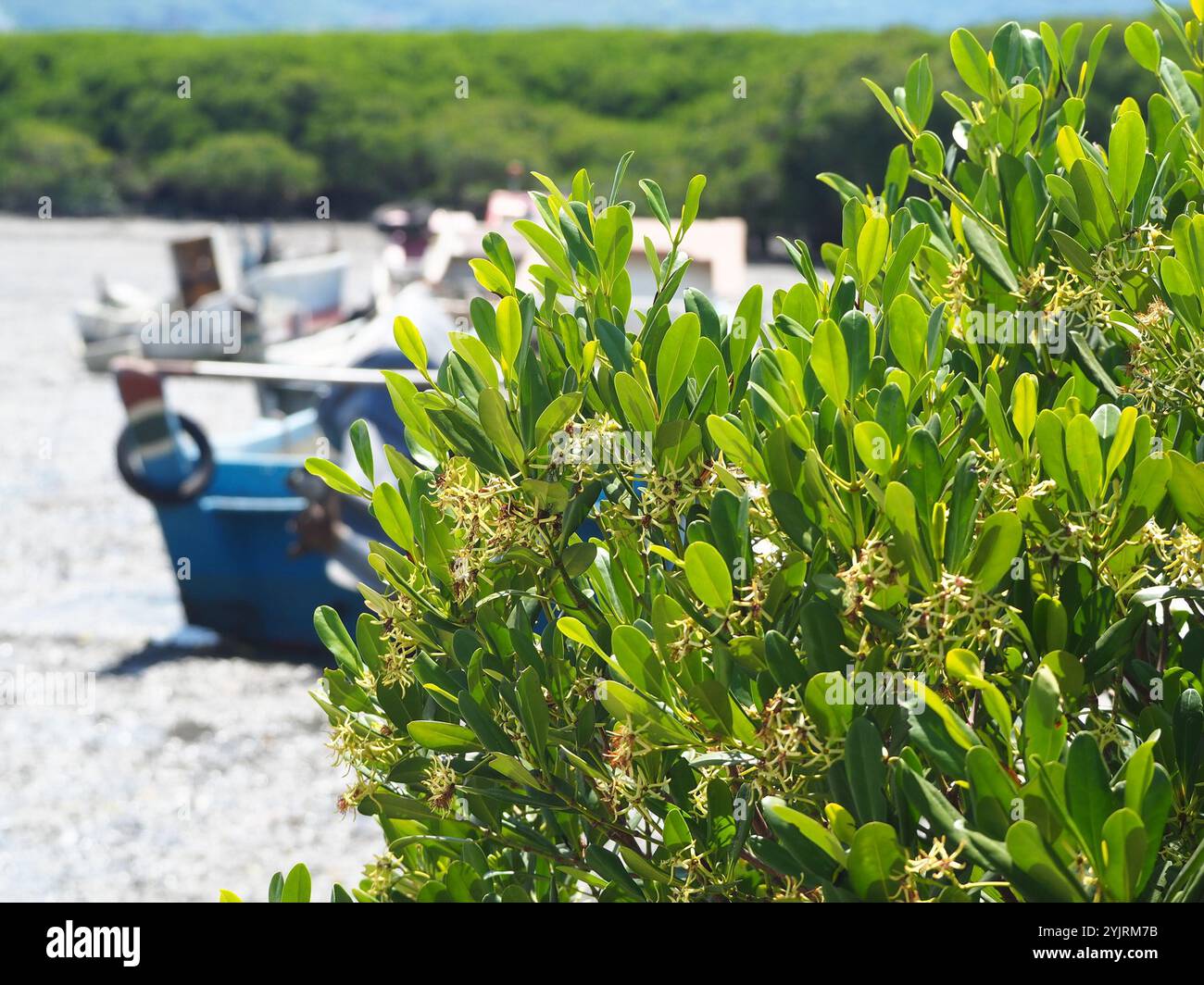 Kandelia hi-res stock photography and images - Alamy