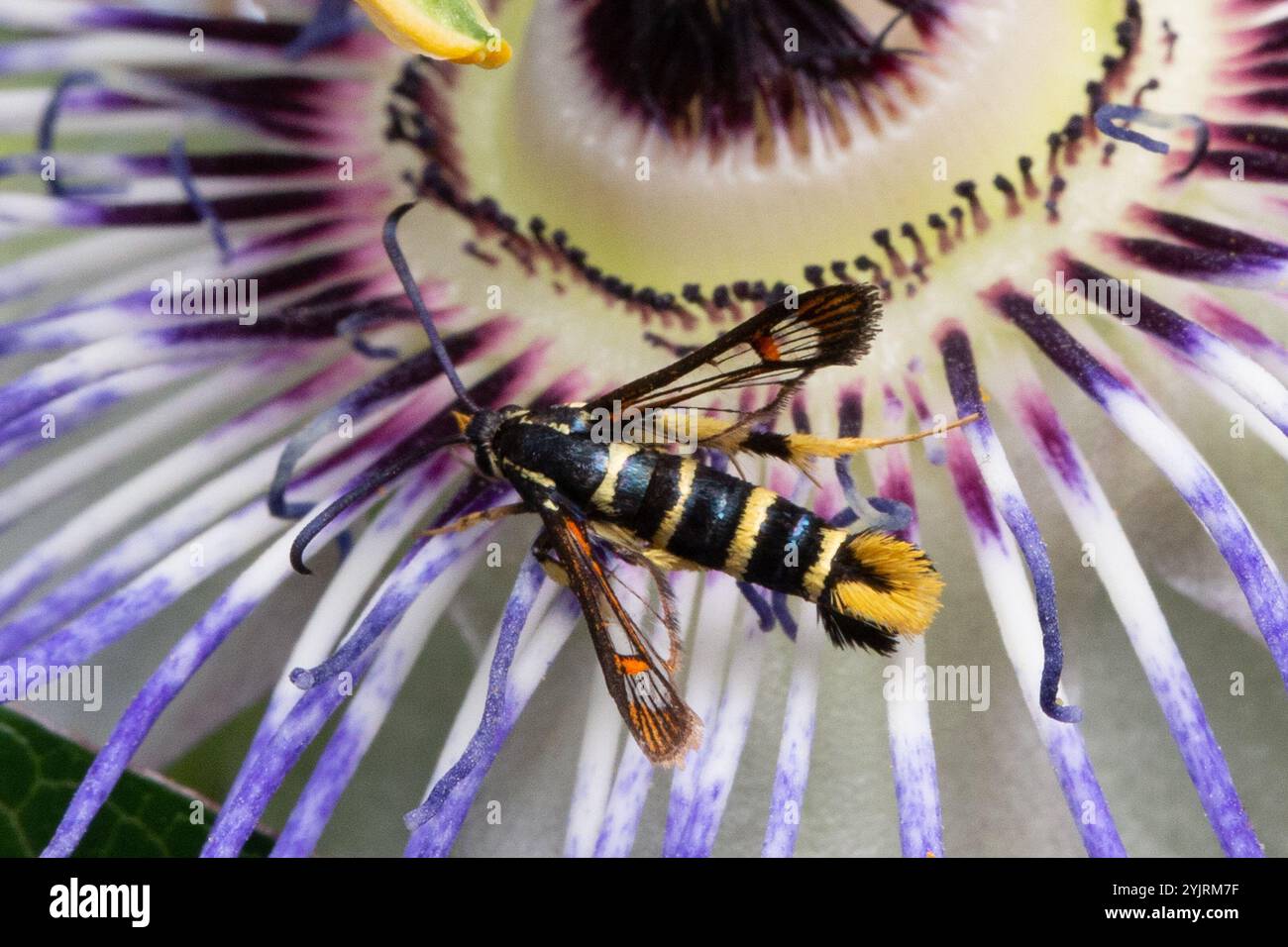 Yellow-legged Clearwing Moth (Synanthedon vespiformis Stock Photo - Alamy