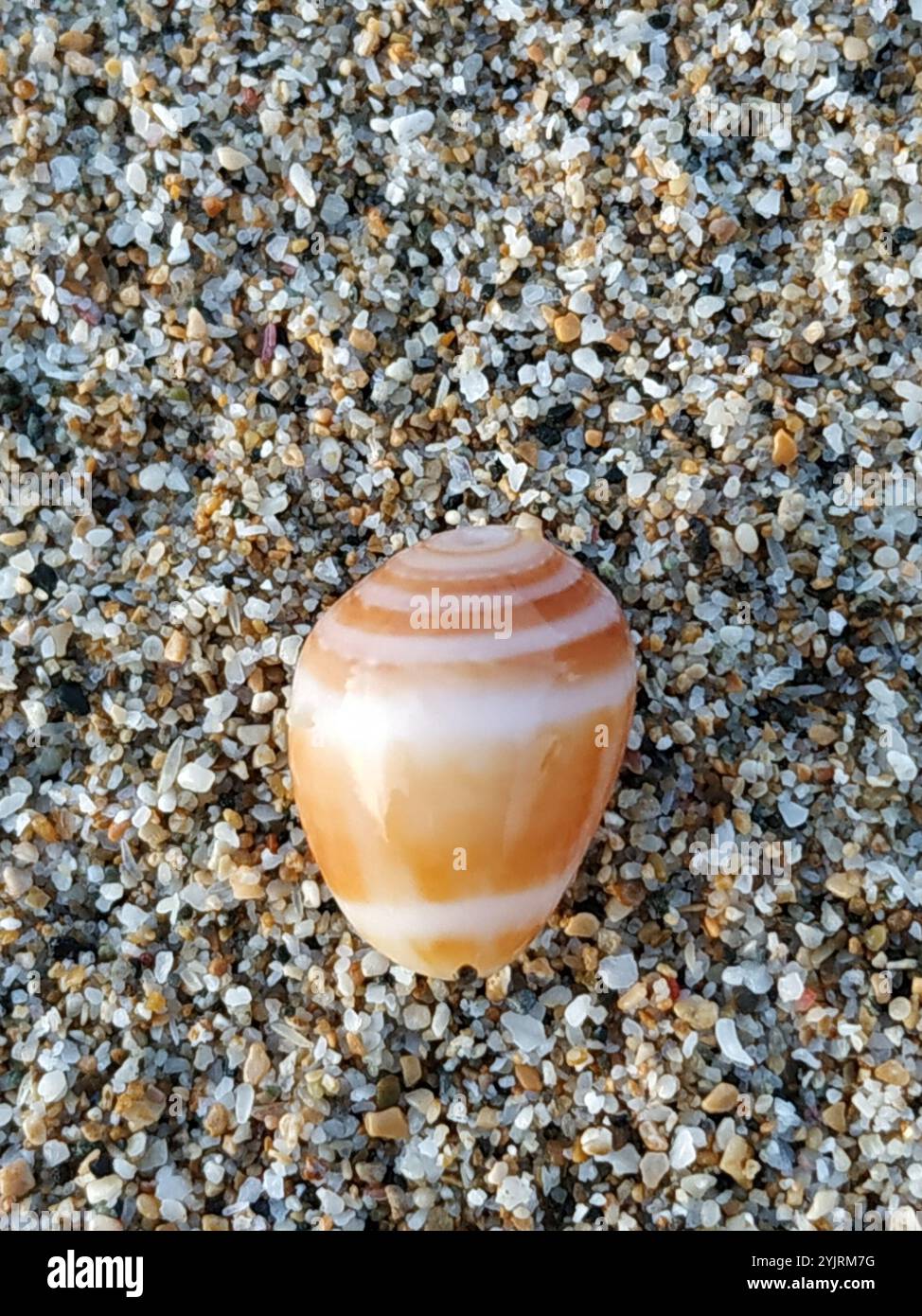 Cone Snails (Conidae Stock Photo - Alamy