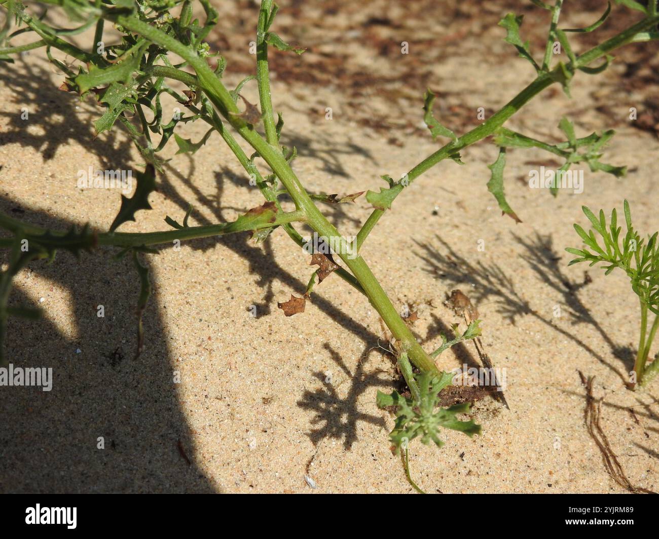 Winged pigweed hi-res stock photography and images - Alamy