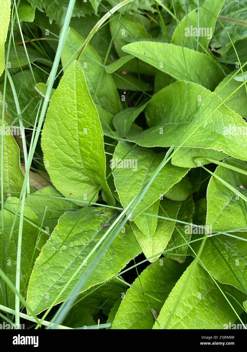 clustered bellflower (Campanula glomerata Stock Photo - Alamy